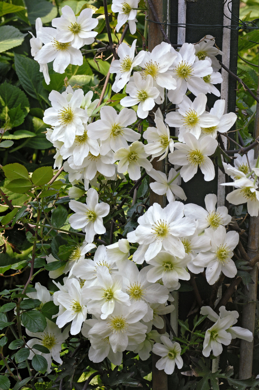 Perennial varieties | Future Plants